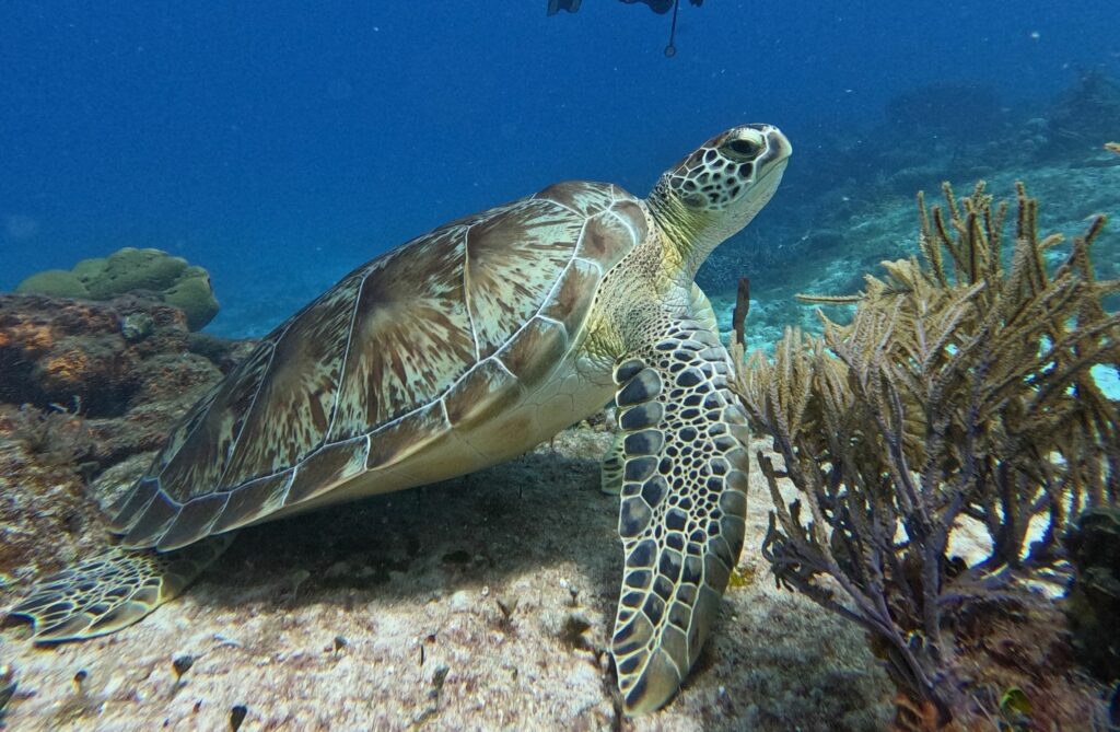 What is the best place to go diving in Mexico?
